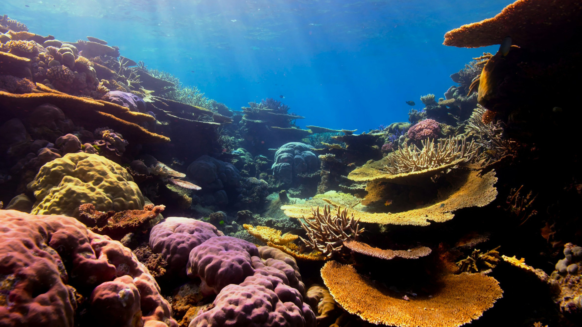 How Your Holiday Booking Supports Rainforests, Coral Reefs and Climate ...